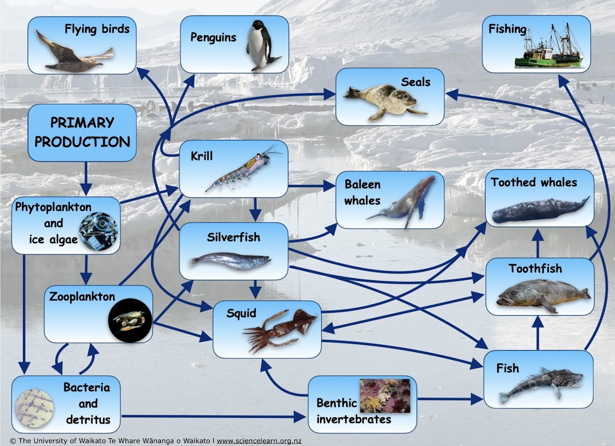 Making a food web — Science Learning Hub