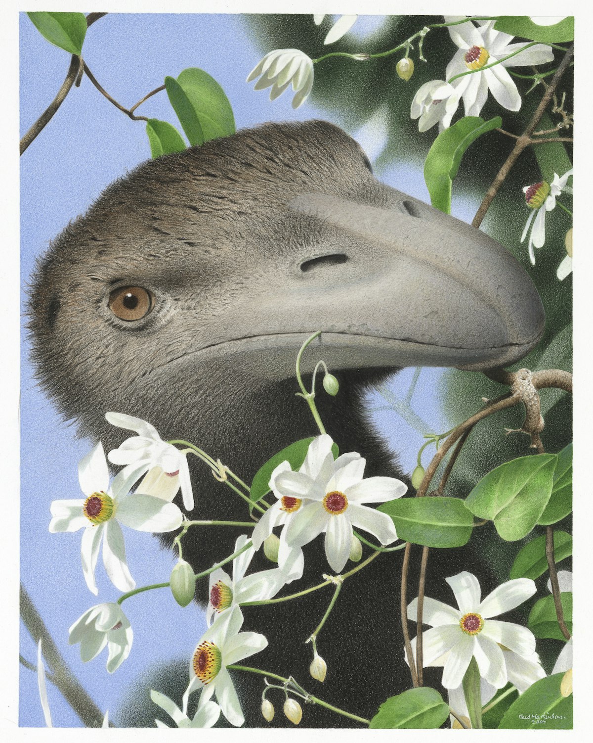 North Island giant moa — Science Learning Hub