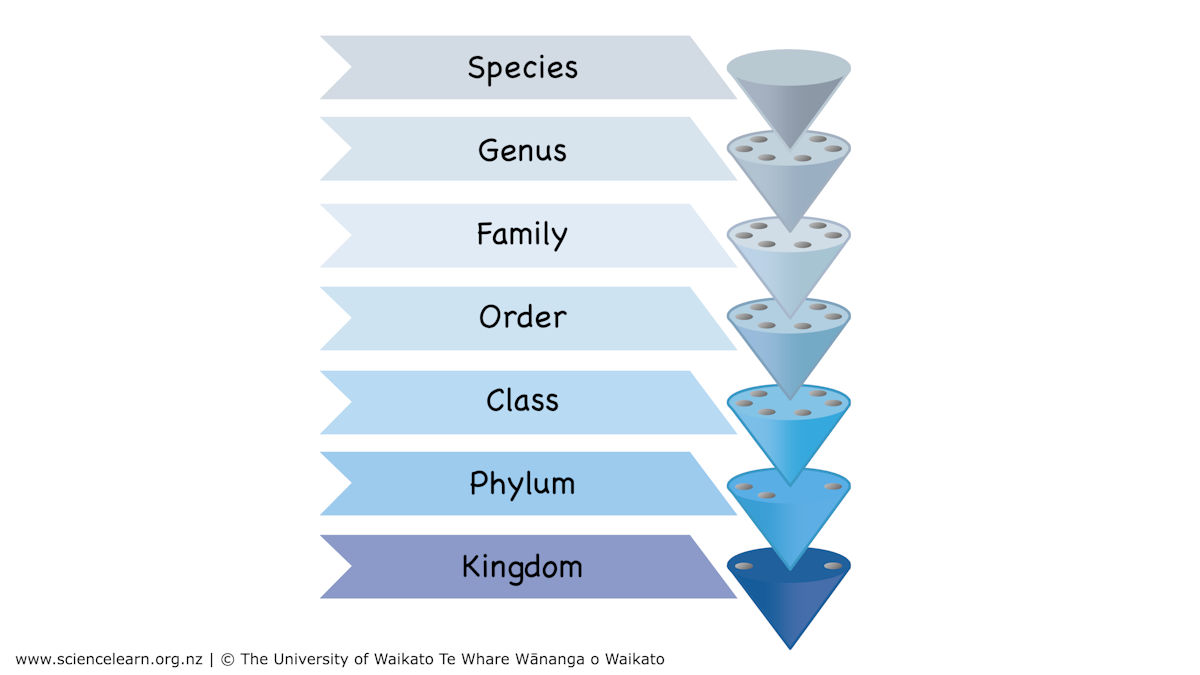 Classification system — Science Learning Hub