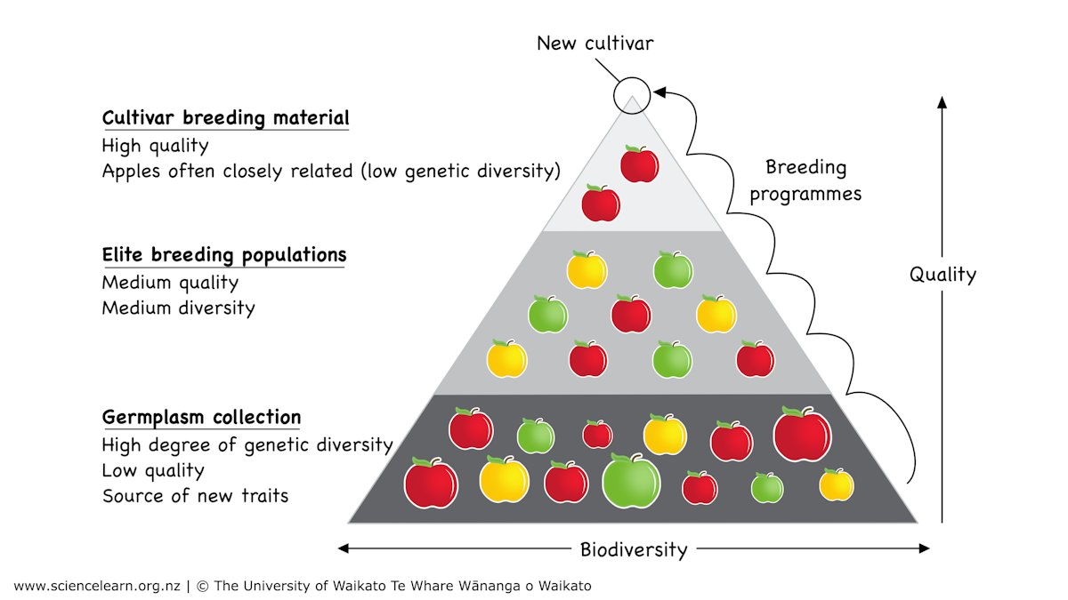 The germplasm collection in apple breeding