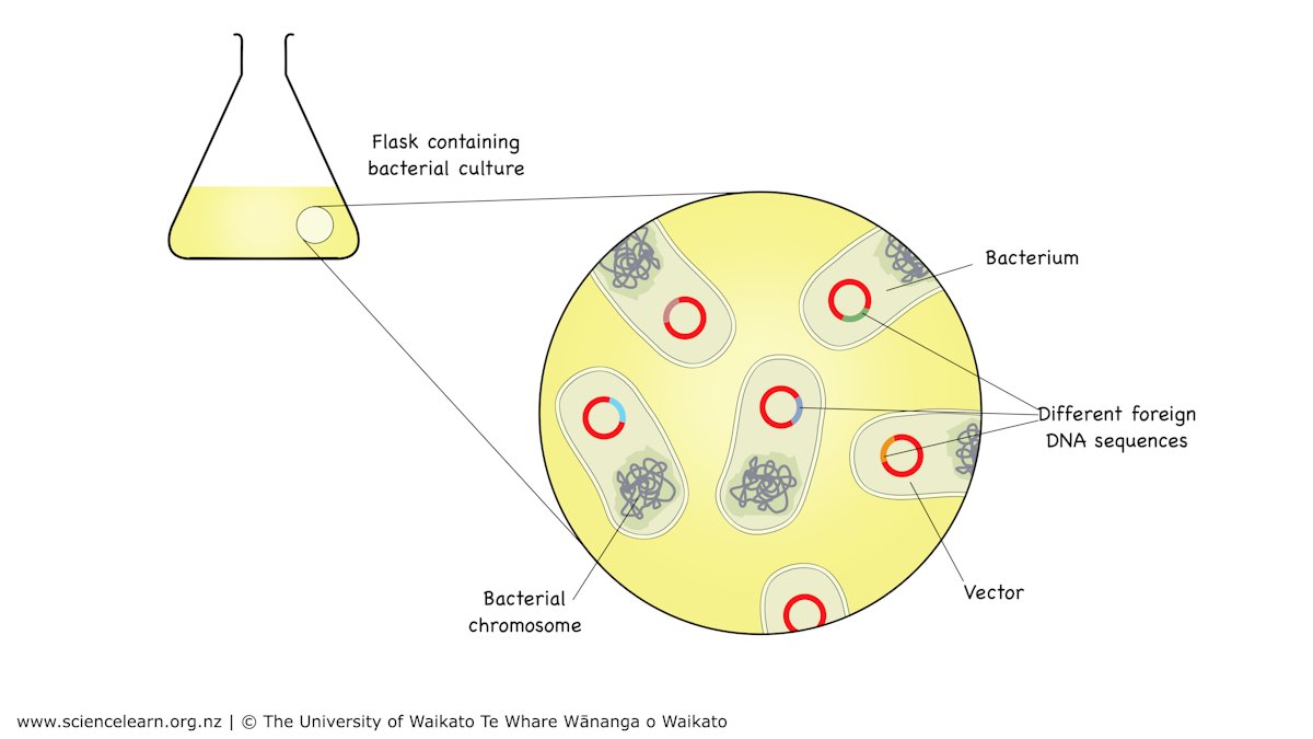 Bacterial library — Science Learning Hub