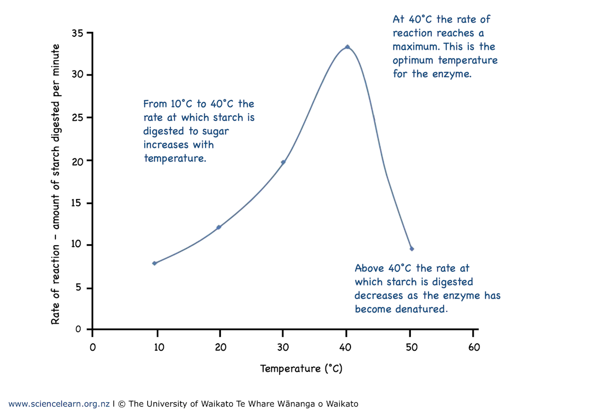 Rate of reaction and temperature — Science Learning Hub