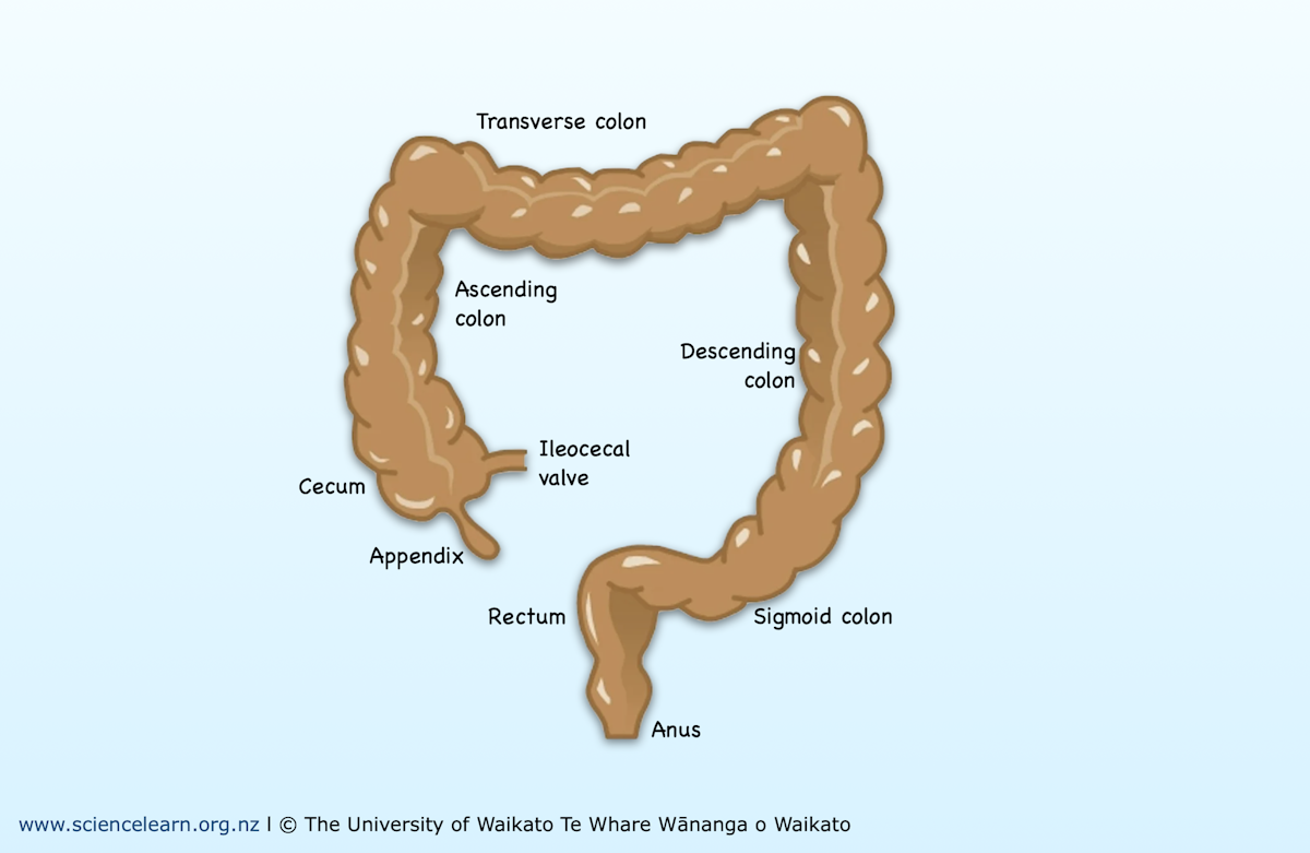 Large intestine function — Science Learning Hub