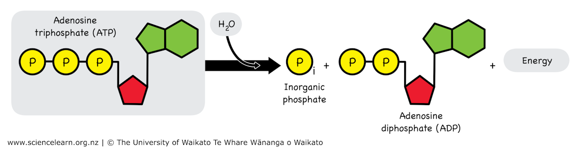 Unlocking ATP energy — Science Learning Hub