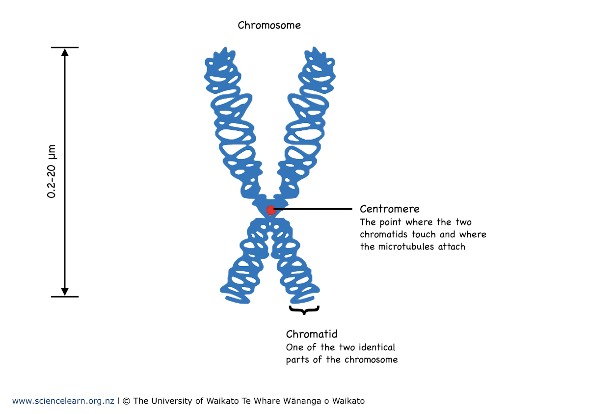 Chromosome — Science Learning Hub