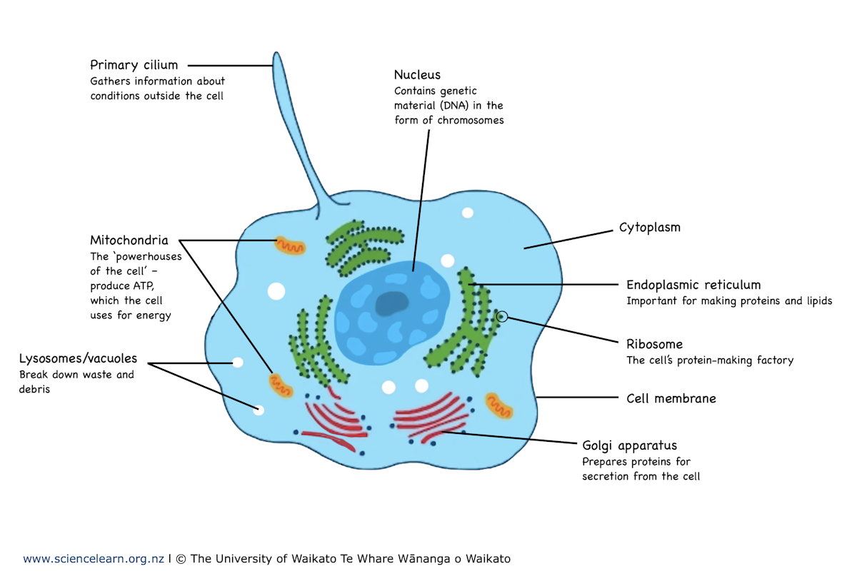 Core cell organelles — Science Learning Hub