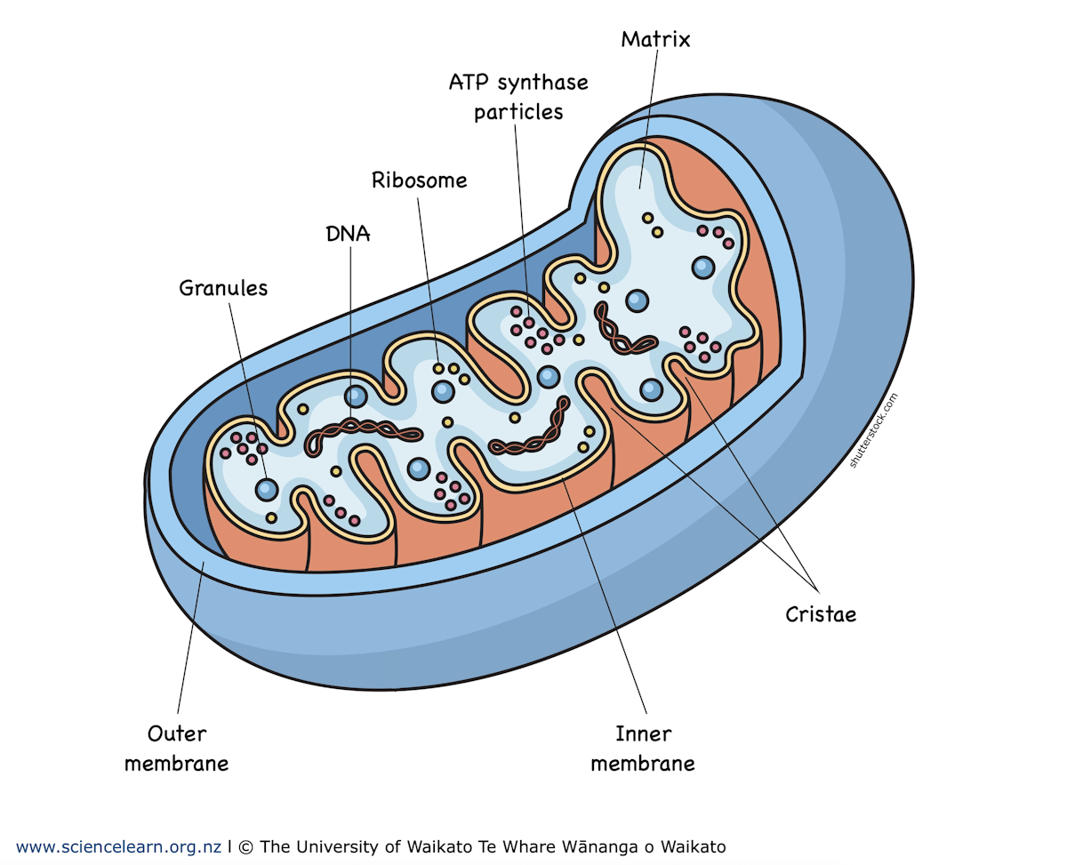 Mitochondrion — Science Learning Hub