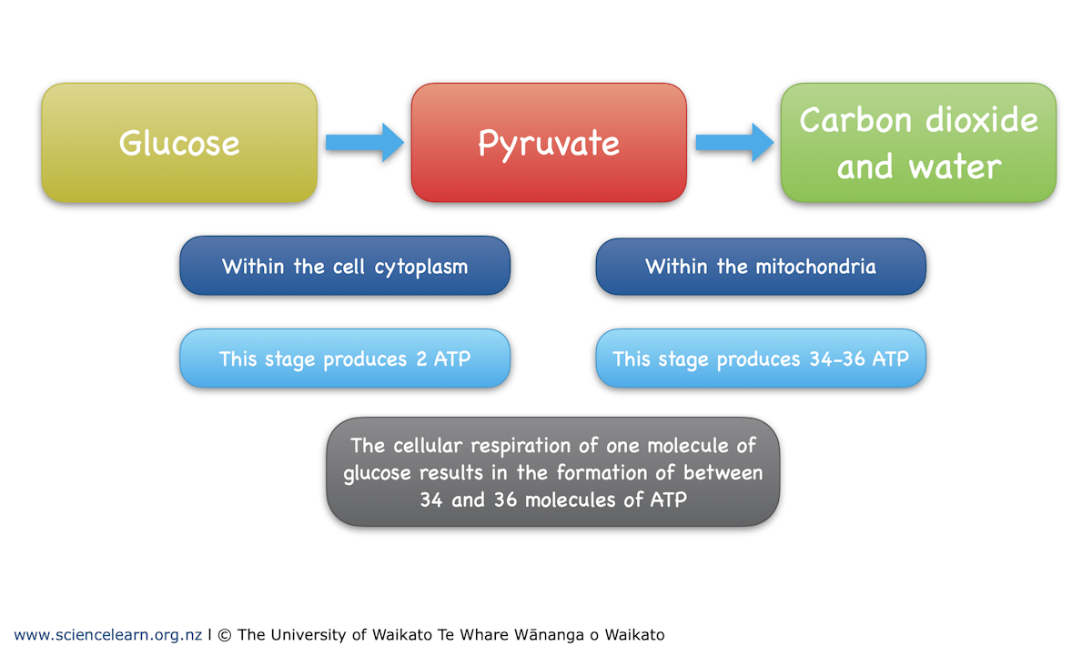 Breakdown of glucose — Science Learning Hub