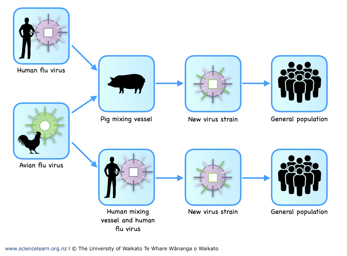 Swine and avian flu mutation — Science Learning Hub