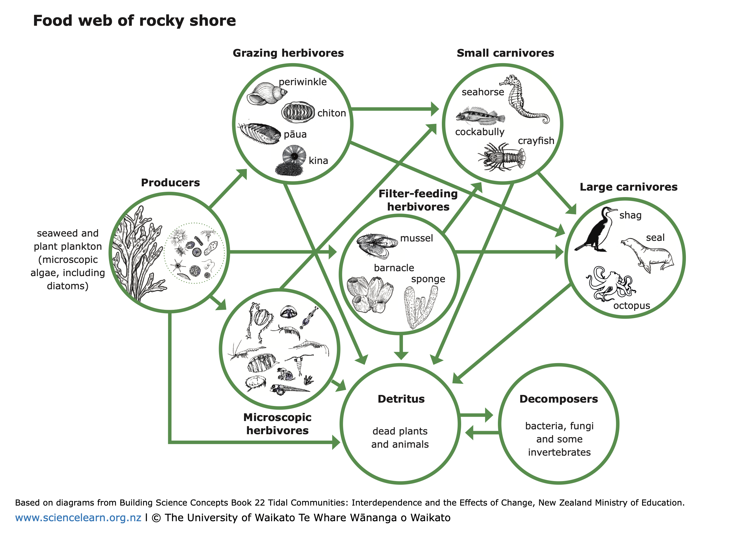 Rocky Shore Ecosystem Animals
