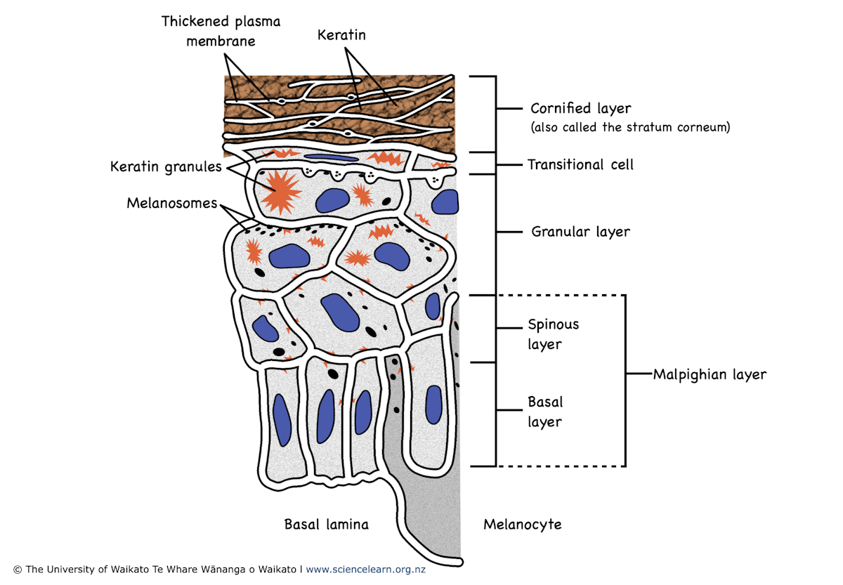 Layers of the epidermis — Science Learning Hub