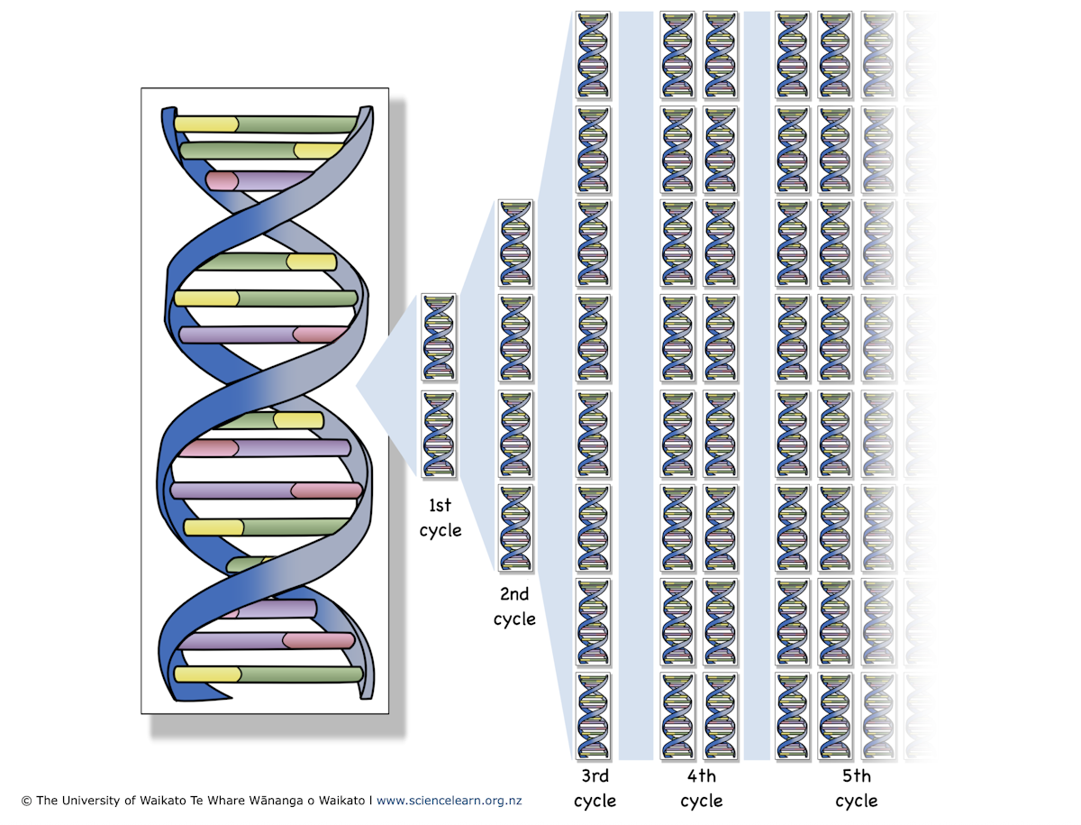 DNA cloning — Science Learning Hub