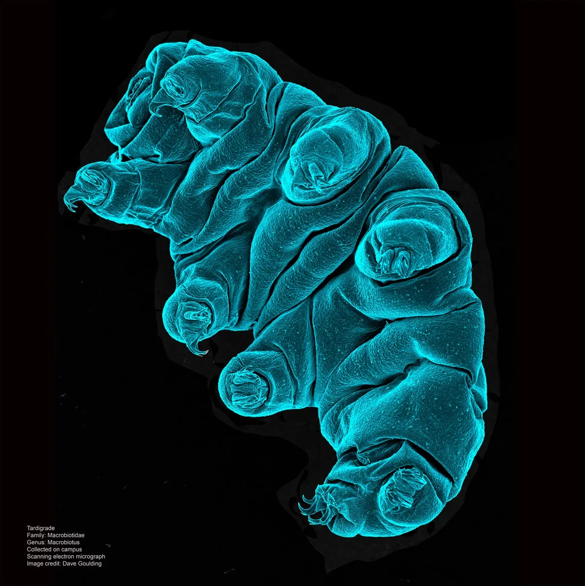 Tardigrades and rotifers – life on the edge