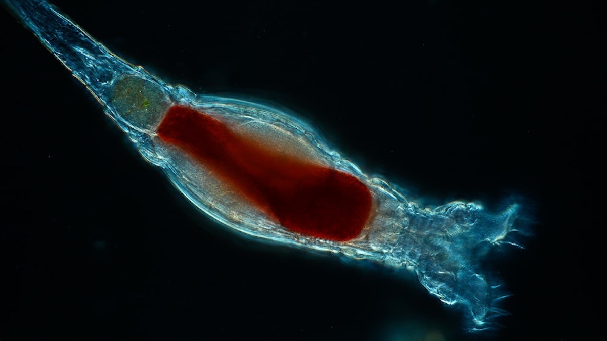 Bdelloid rotifers — Science Learning Hub