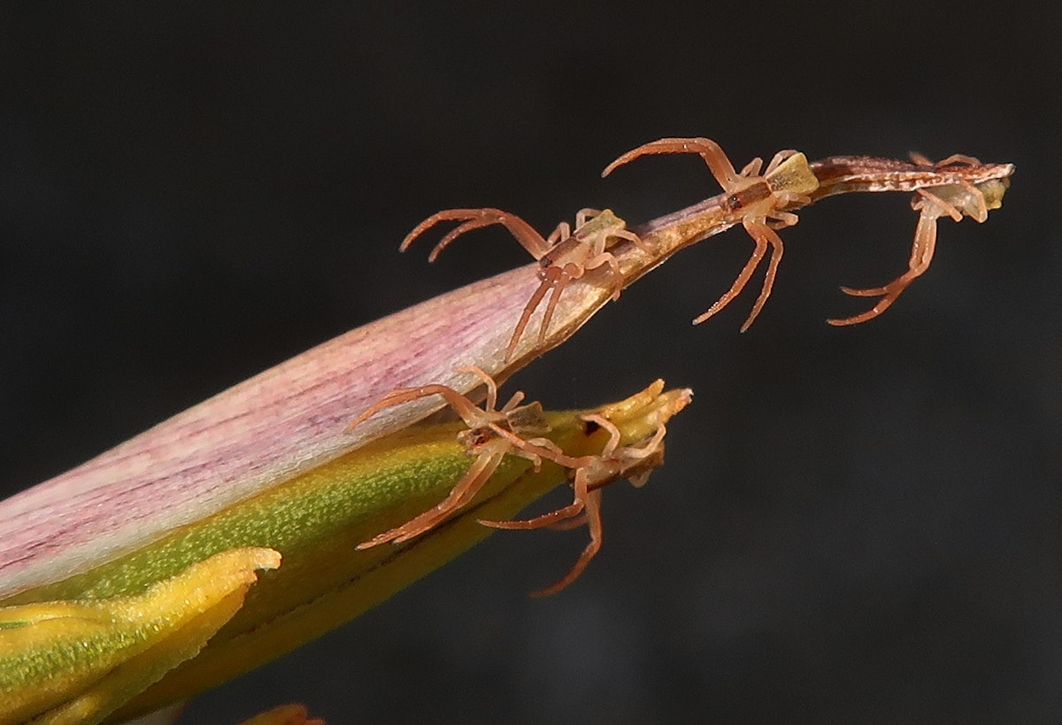 Animal dispersal — Science Learning Hub