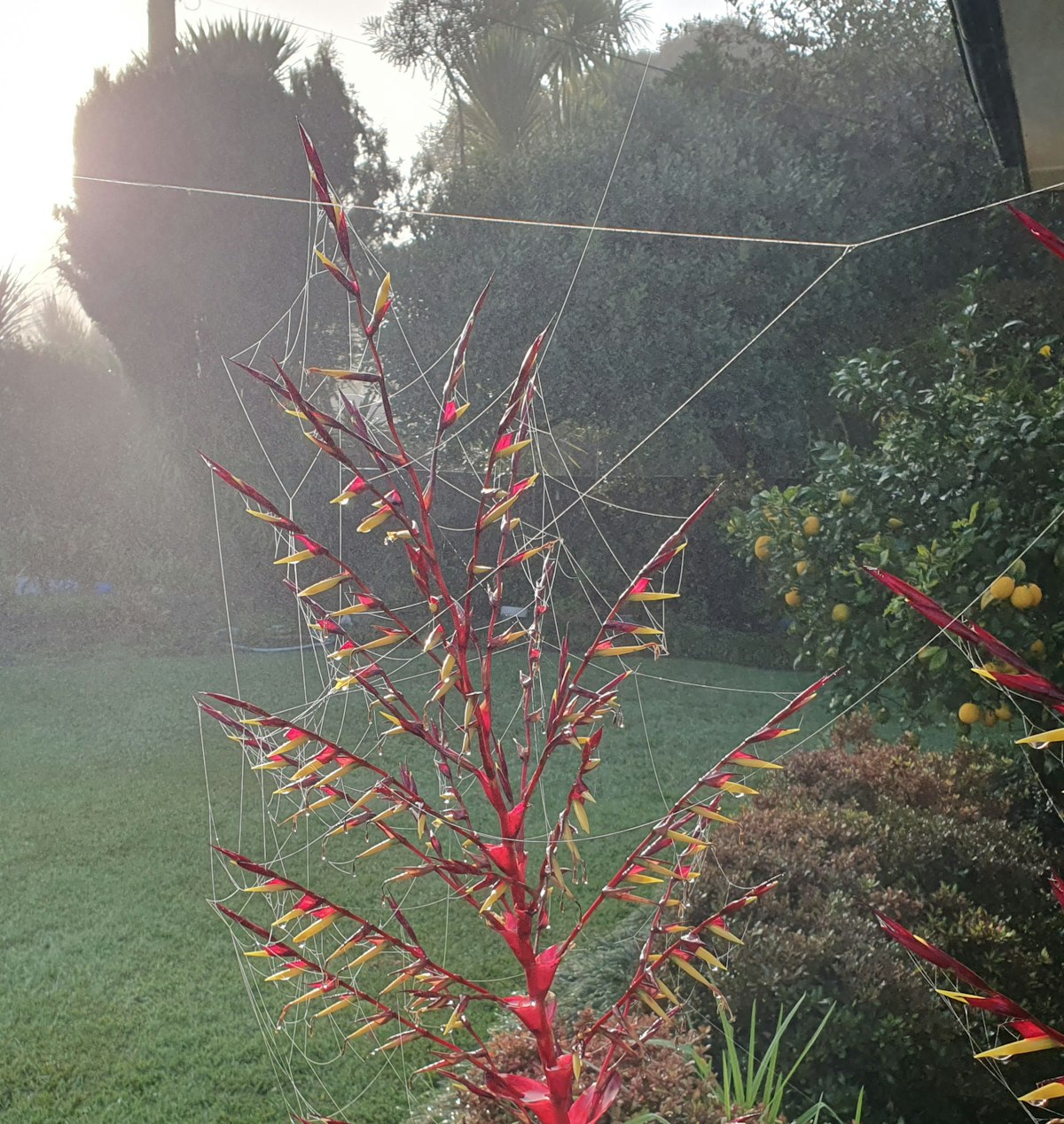 Spiderling silk in the morning fog — Science Learning Hub