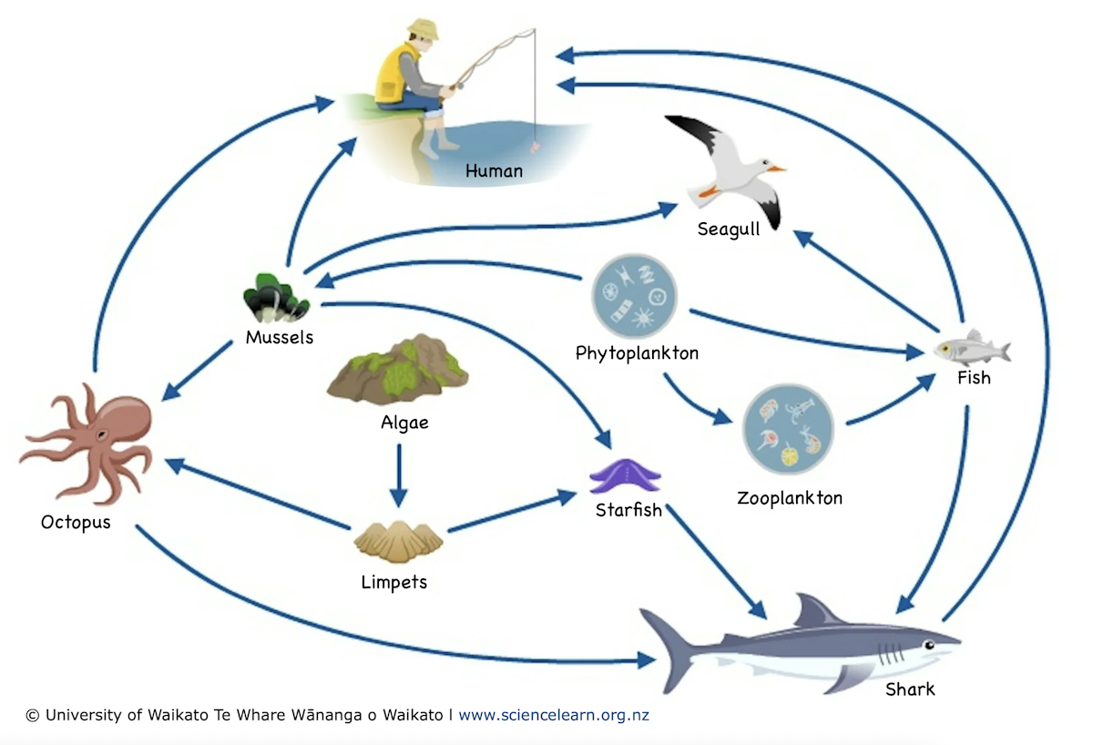 Toxins and food webs — Science Learning Hub
