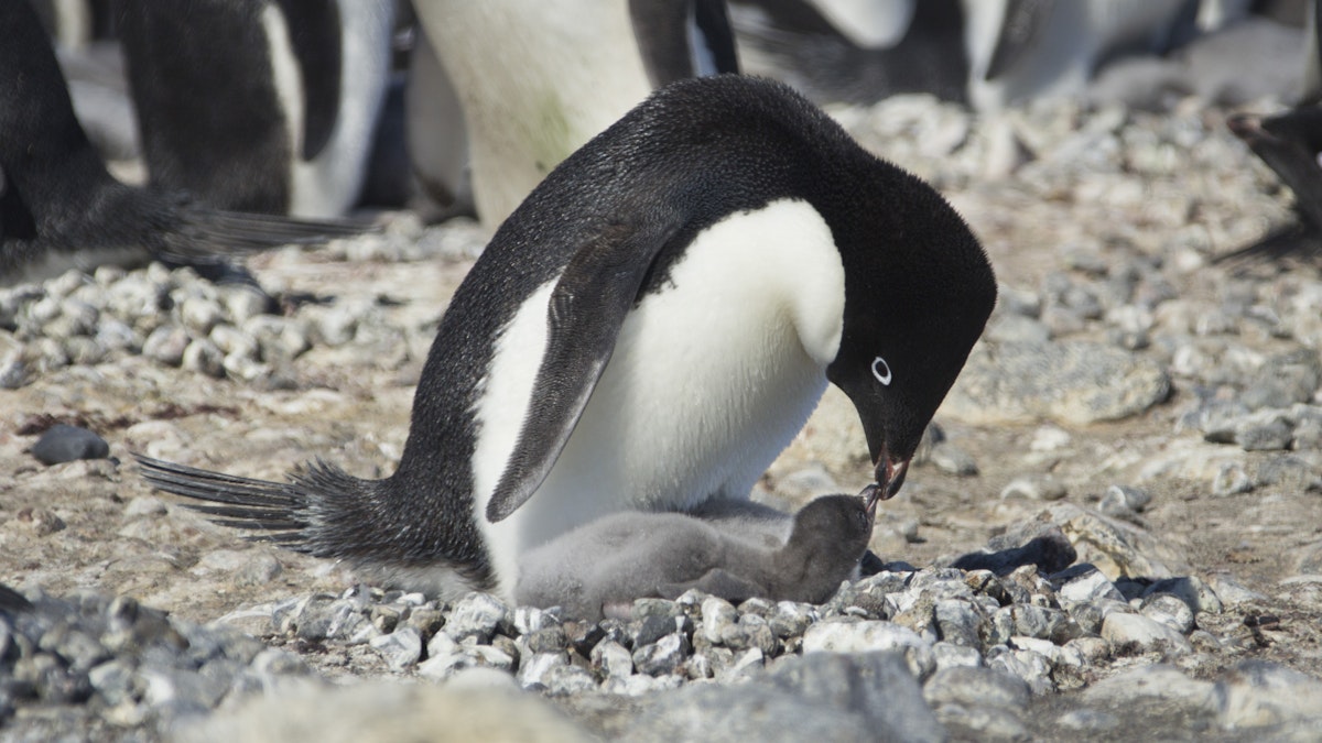 Adélie penguin and chick — Science Learning Hub