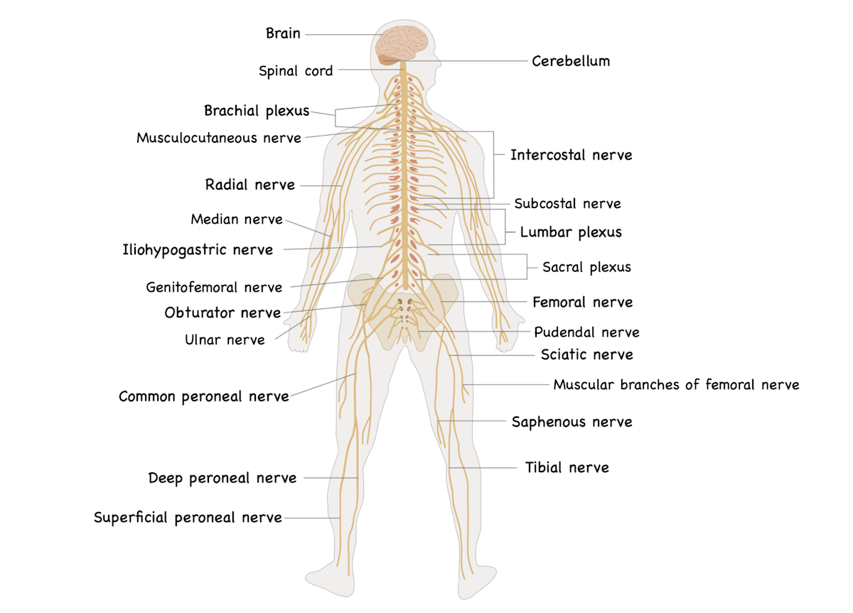 Nervous system — Science Learning Hub