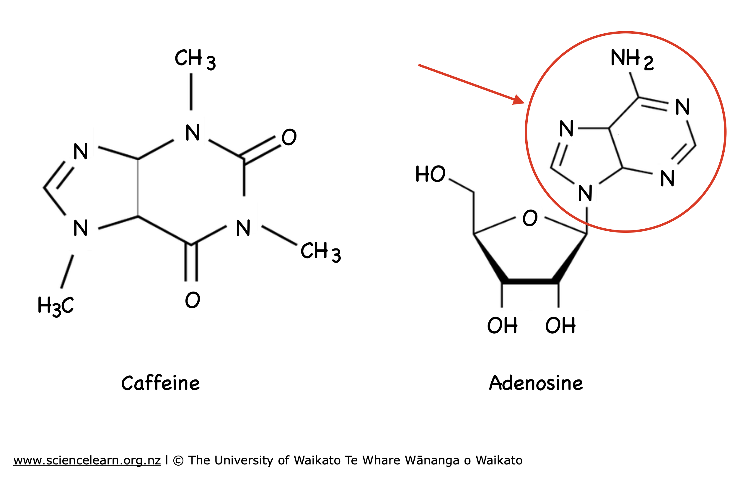 Caffeine Molecule Structure Diagram