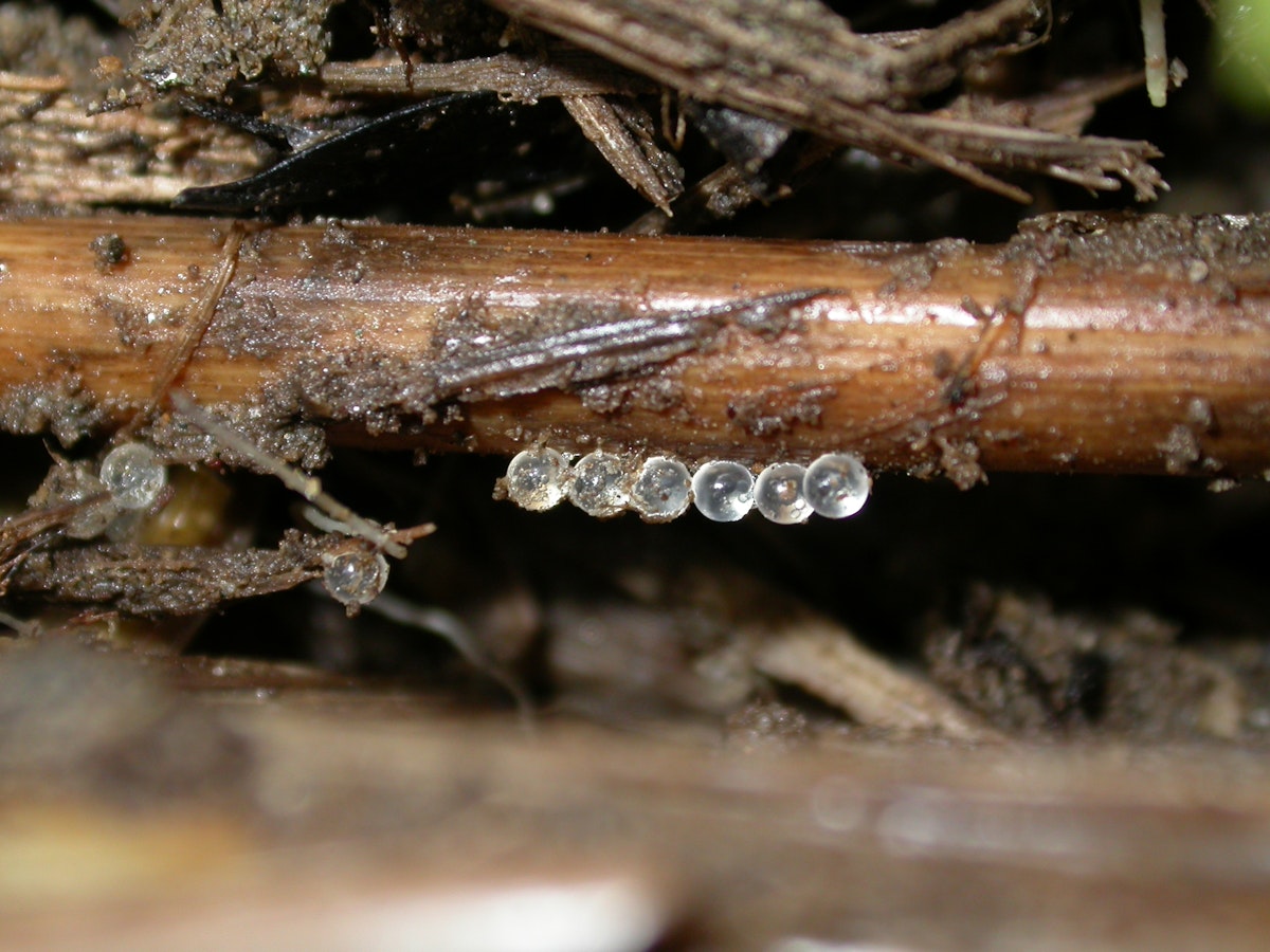 Inanga eggs — Science Learning Hub