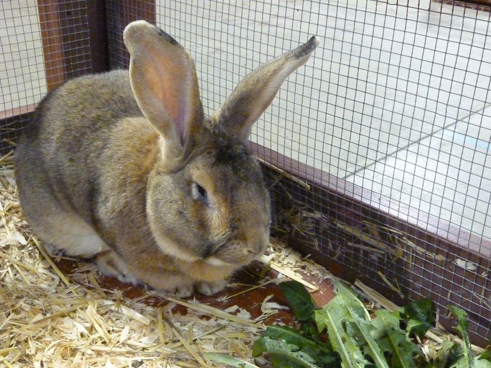 4-H & FFA Rabbits (Sept. 10 - 15) | Washington State Fair Event Center ...