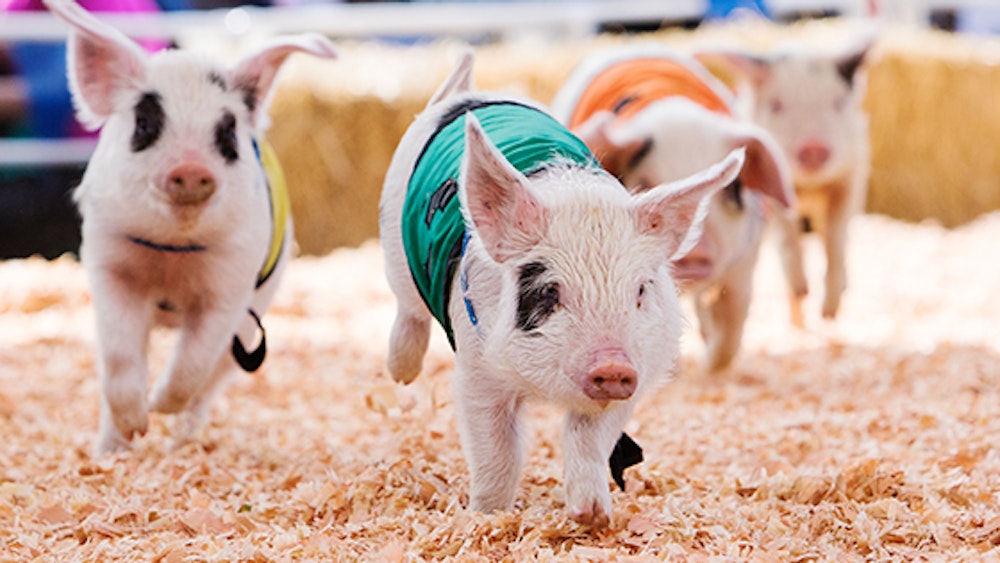 Racing Pigs | Washington State Fair Event Center - Puyallup, WA