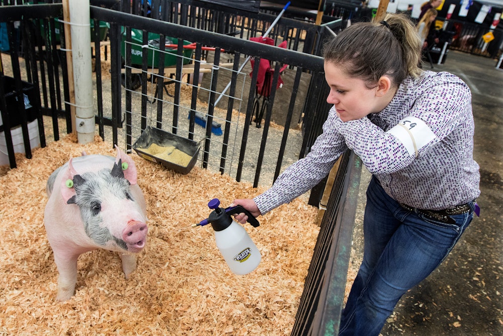 4-H & FFA Swine (Sept. 10 - 15) | Washington State Fair Event Center ...
