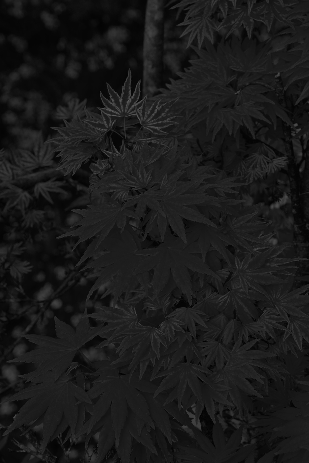 Mudita Studio's Links | Link-Kit