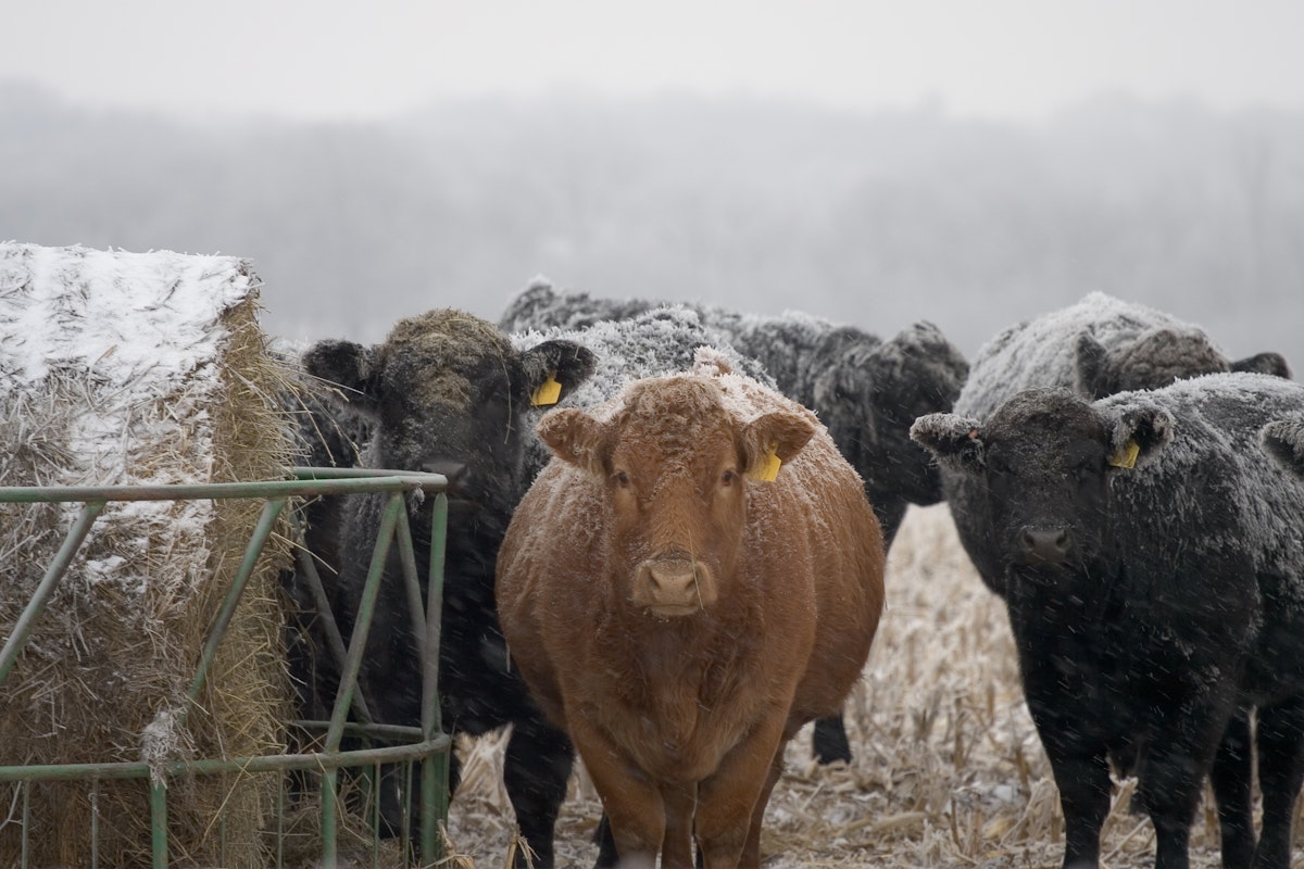 Can Animals Predict the Weather? – StormGeo