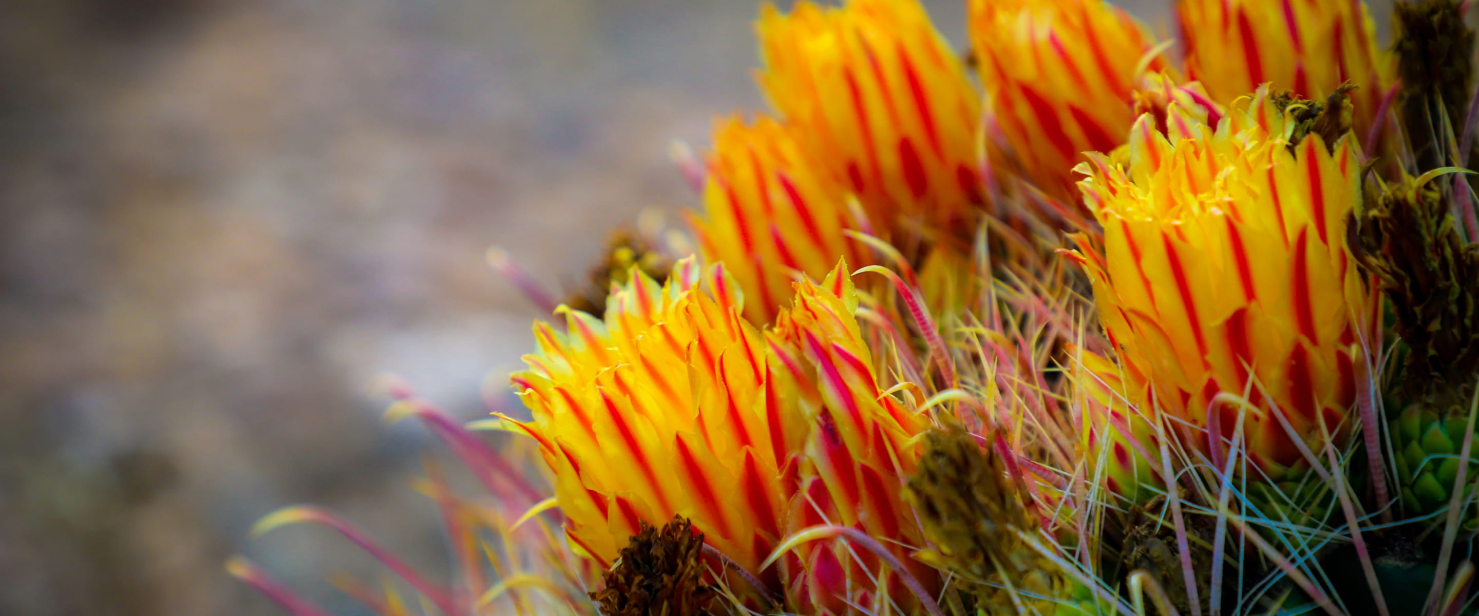 Liposuction in Phoenix, AZ | Elite Plastic Surgery