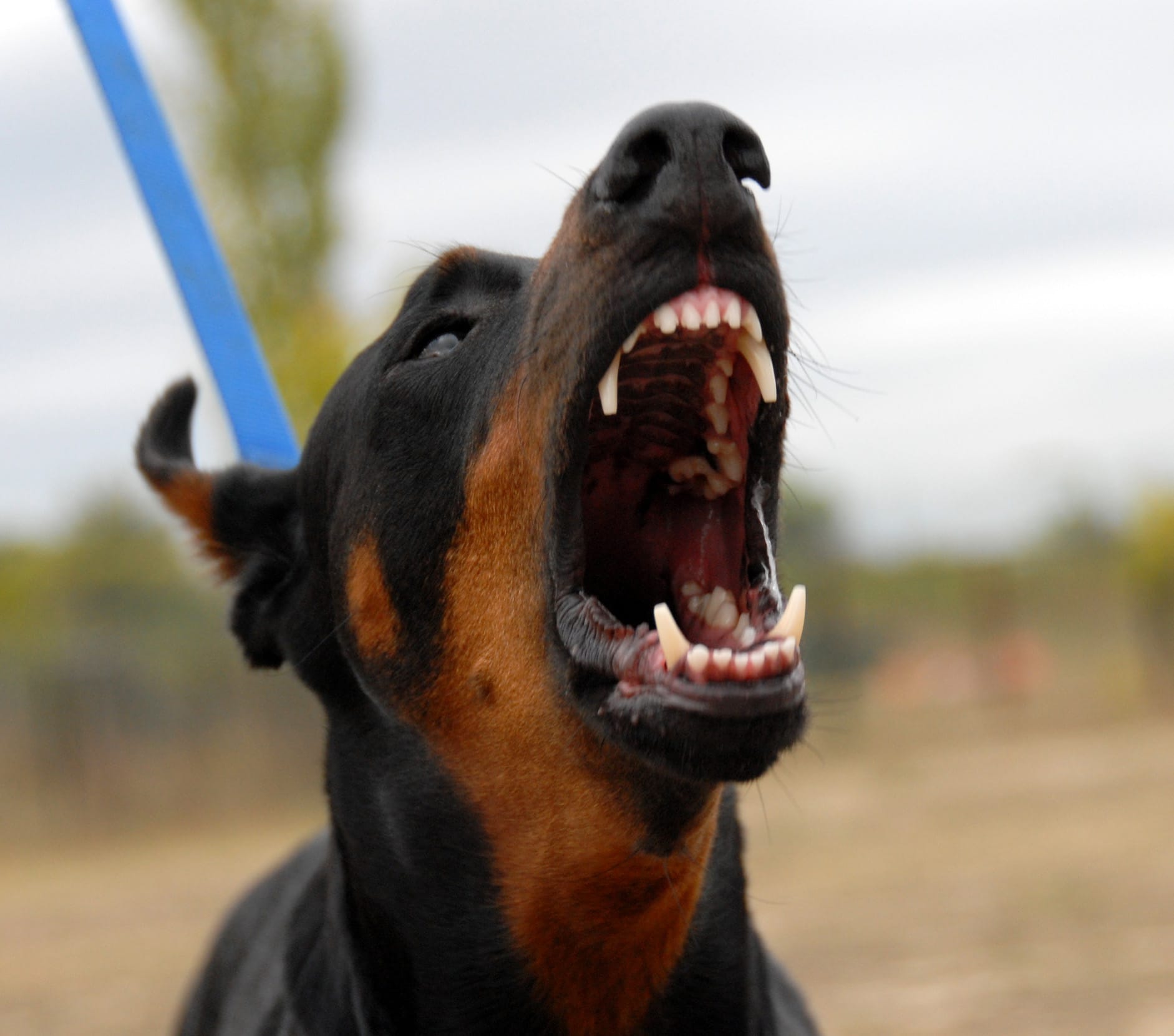 Carrollton Dog Bite Attorney | Aggressive Animal Attack Injuries