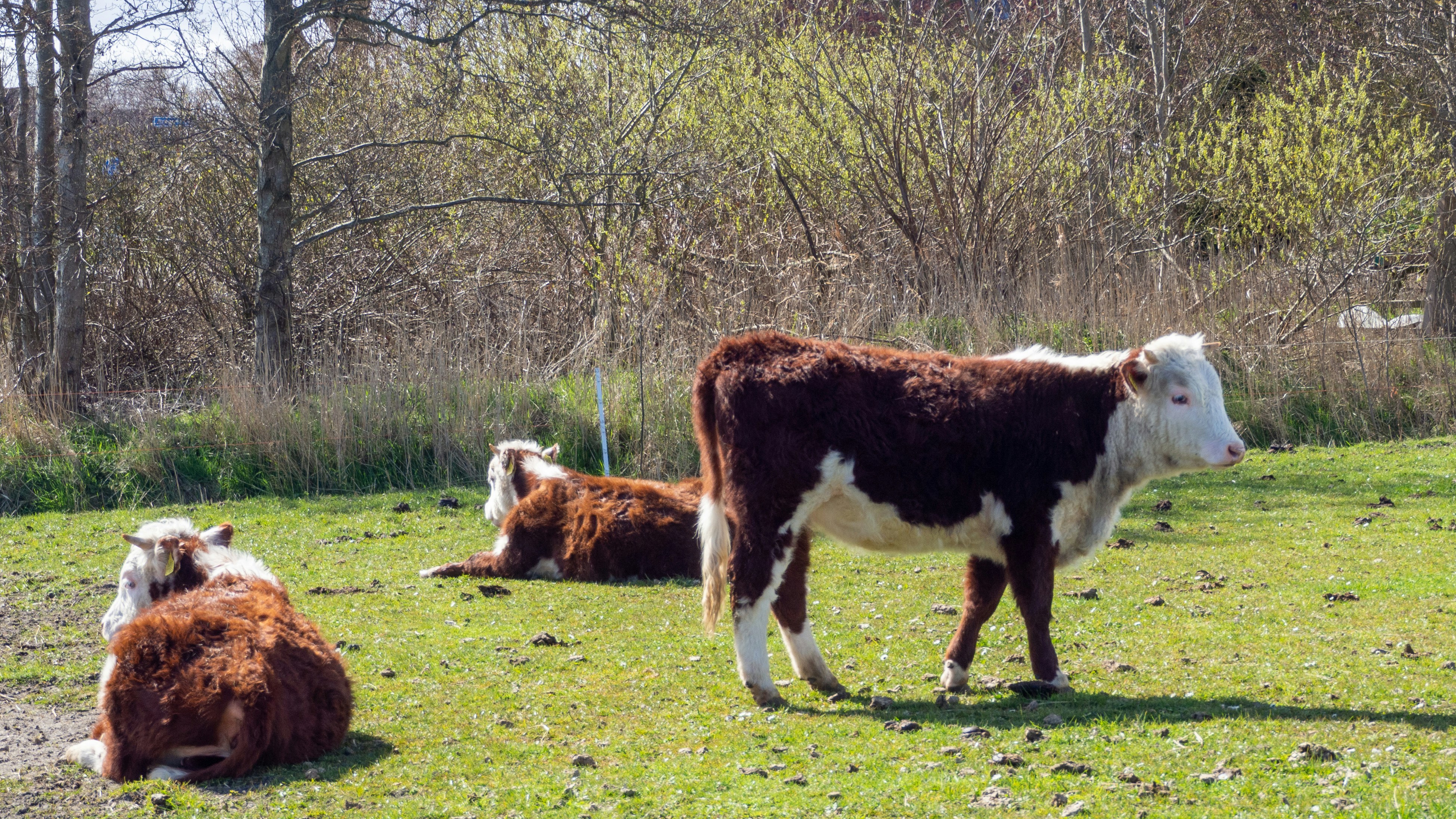 What are the Foot Diseases in Cattle and Their Causes?