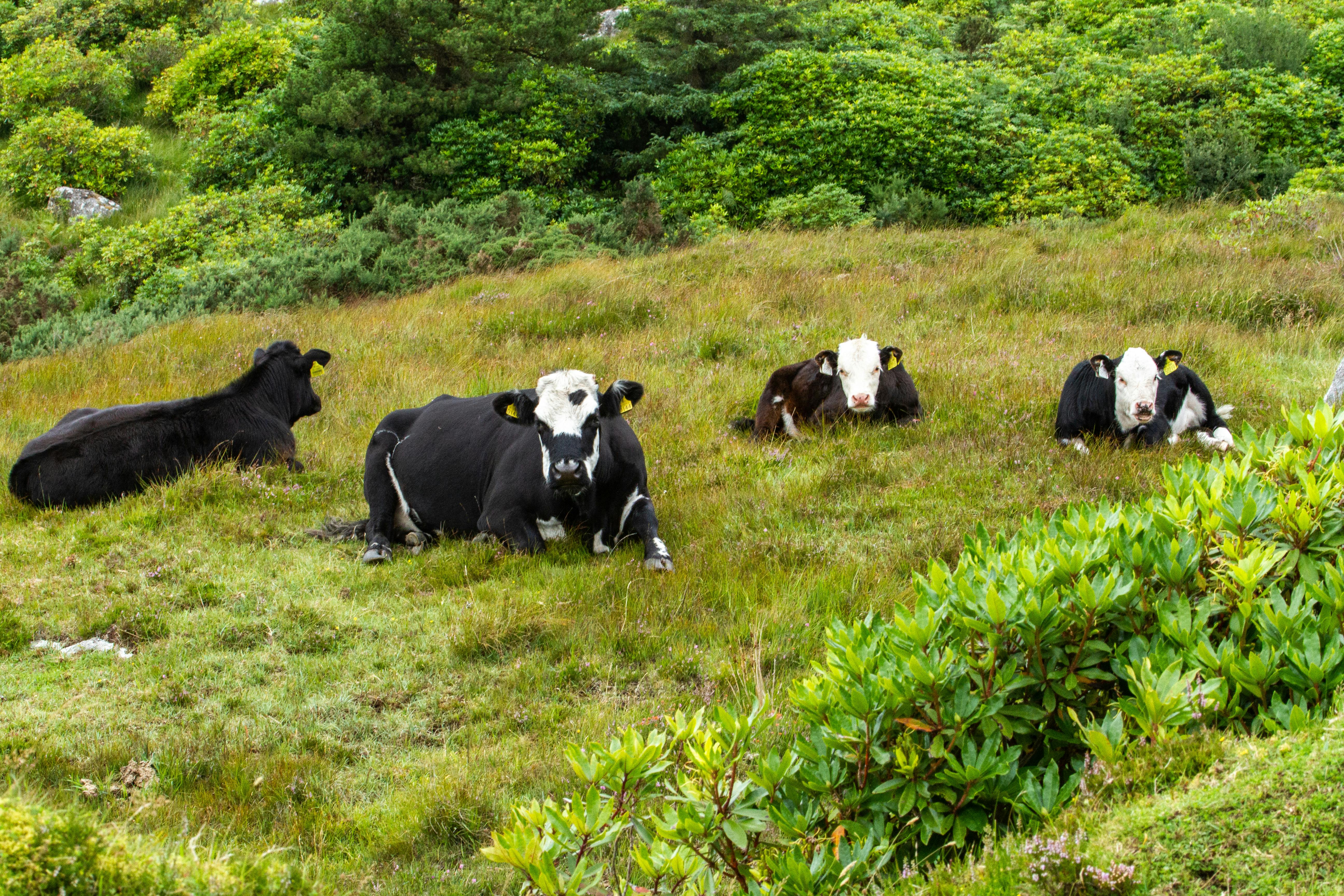 Bloating (Tympany) Disease in Animals and Treatment Methods