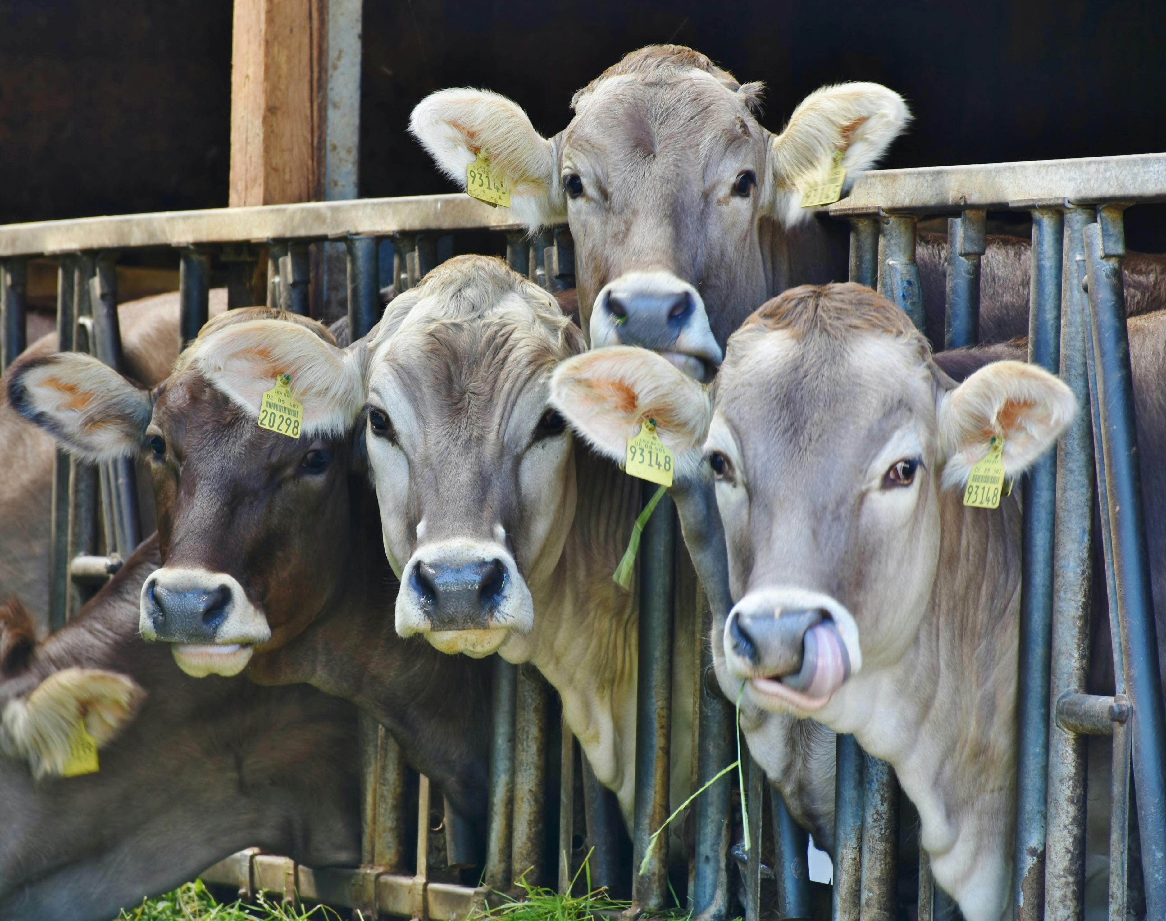 What is Blackleg Disease in Animals? Symptoms and Treatment