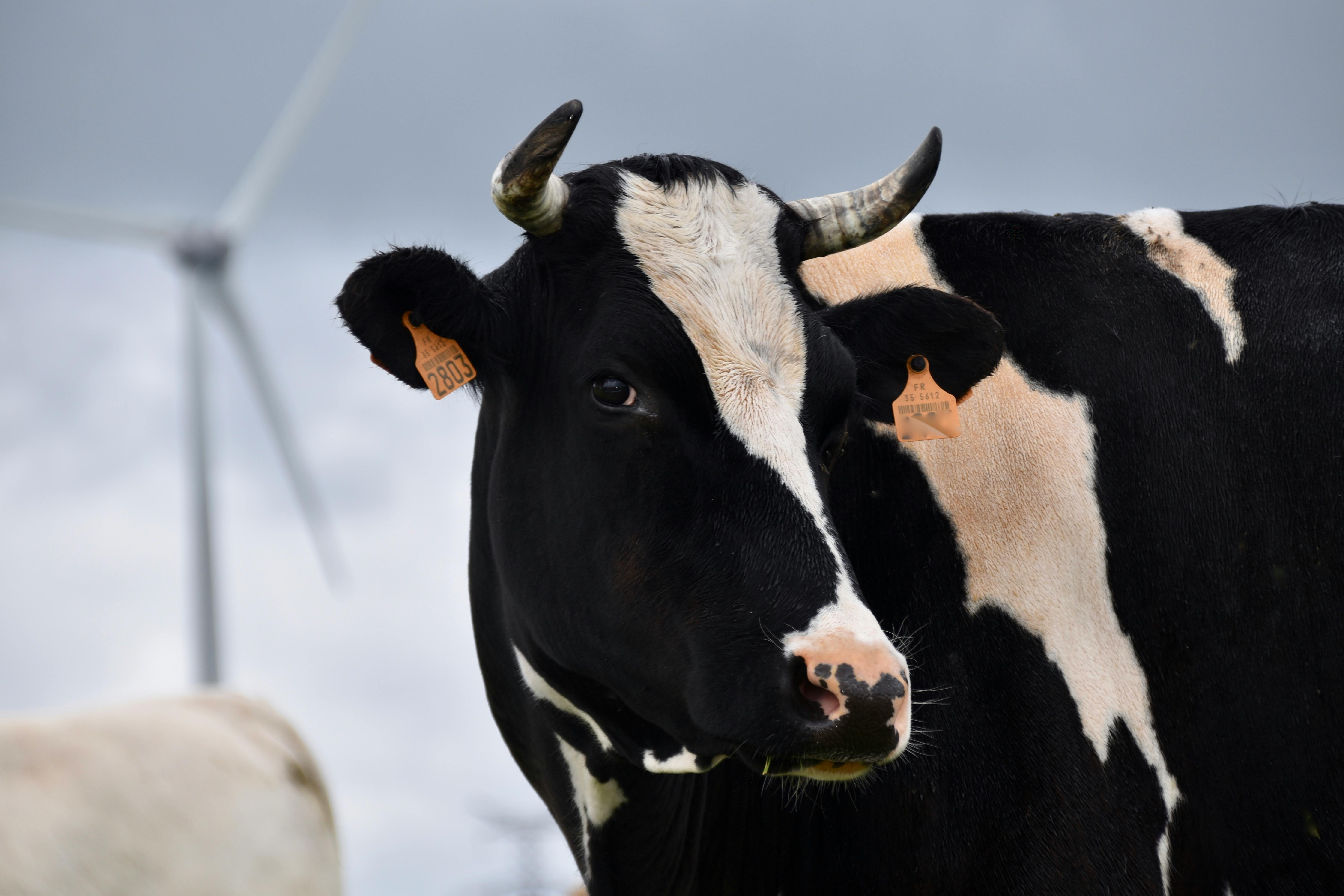 What is Blackleg Disease in Animals? Symptoms and Treatment