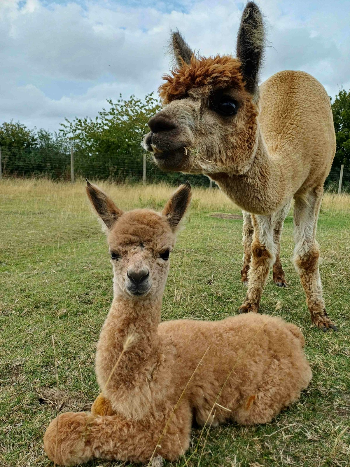 To infinity and beyond: College welcomes new alpaca Fuzz Lightyear