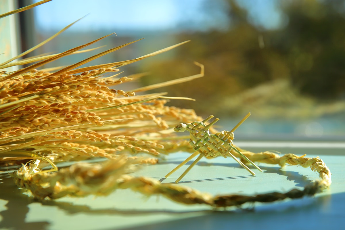 Rice: Growing Asian taonga in Aoteara — Asia Media Centre