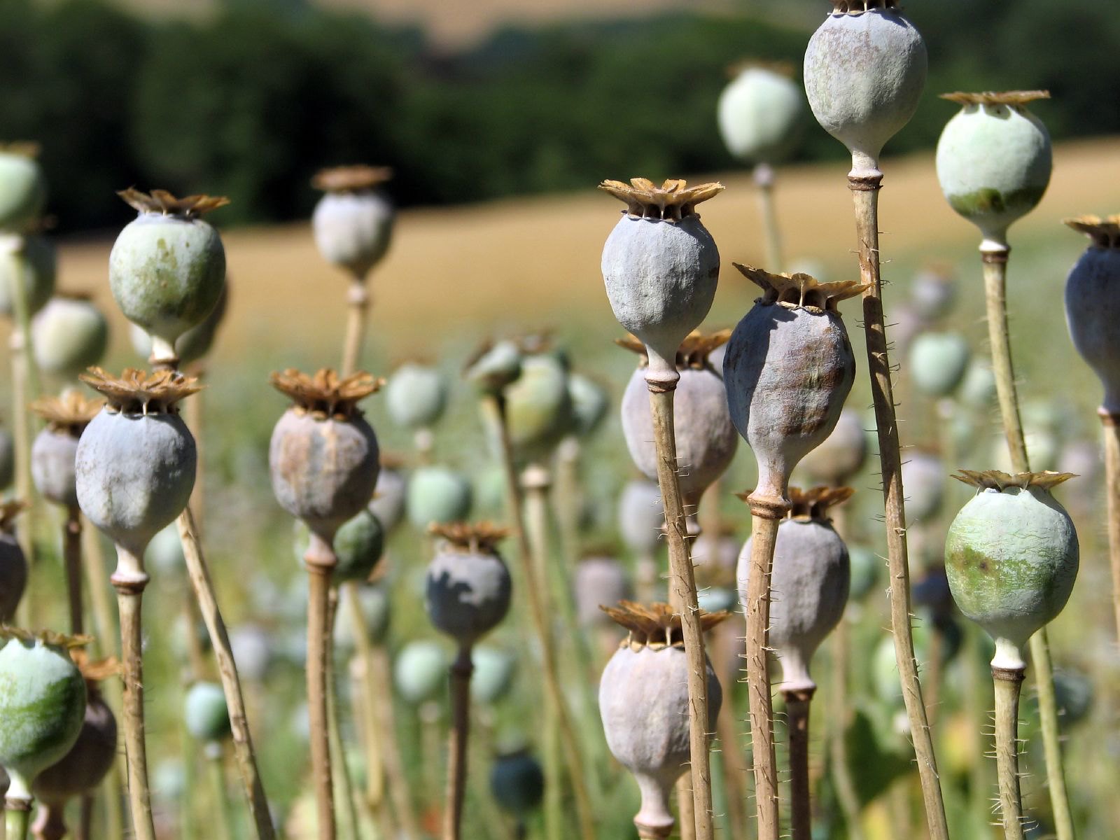 Myanmar: Opium capital of the World — Asia Media Centre