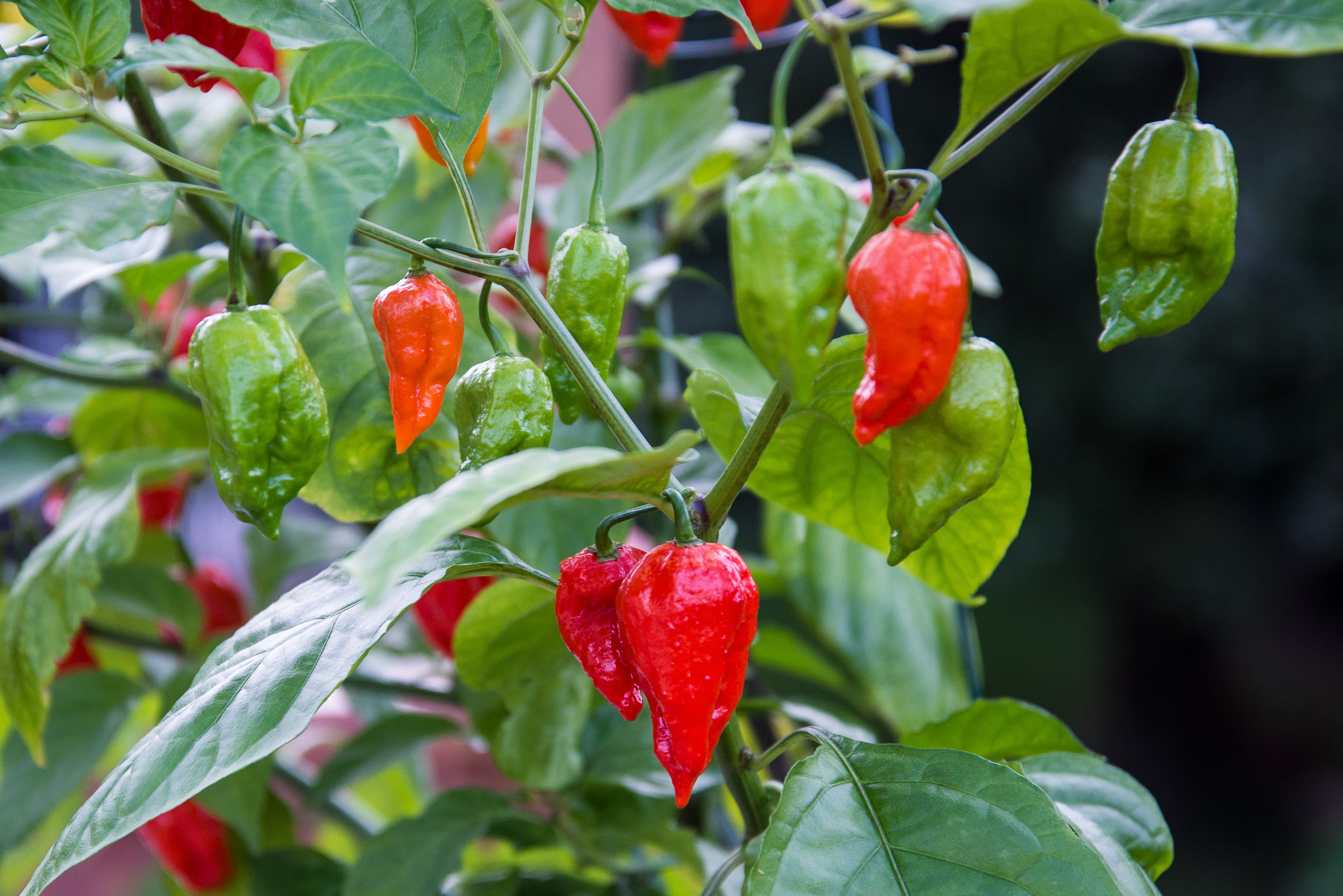 The tale of India's iconic chilli – Bhut Jolokia, aka Ghost Pepper
