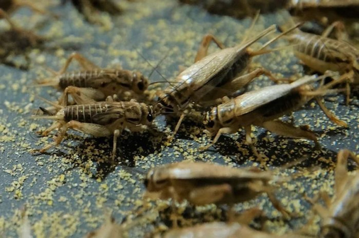 Why Eating Crickets is the Next Protein Revolution