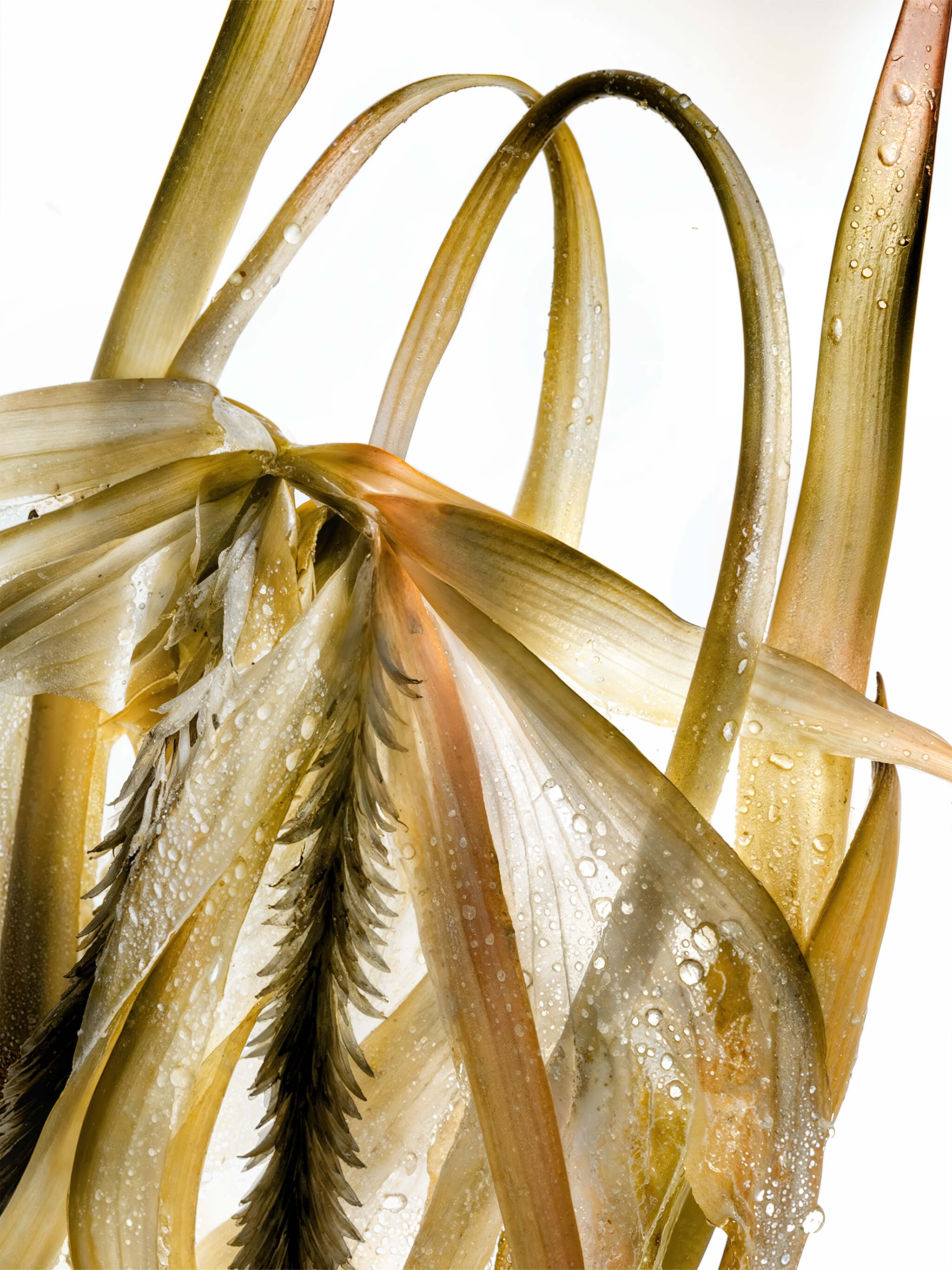 Anthony Calydon - UNVEIL®