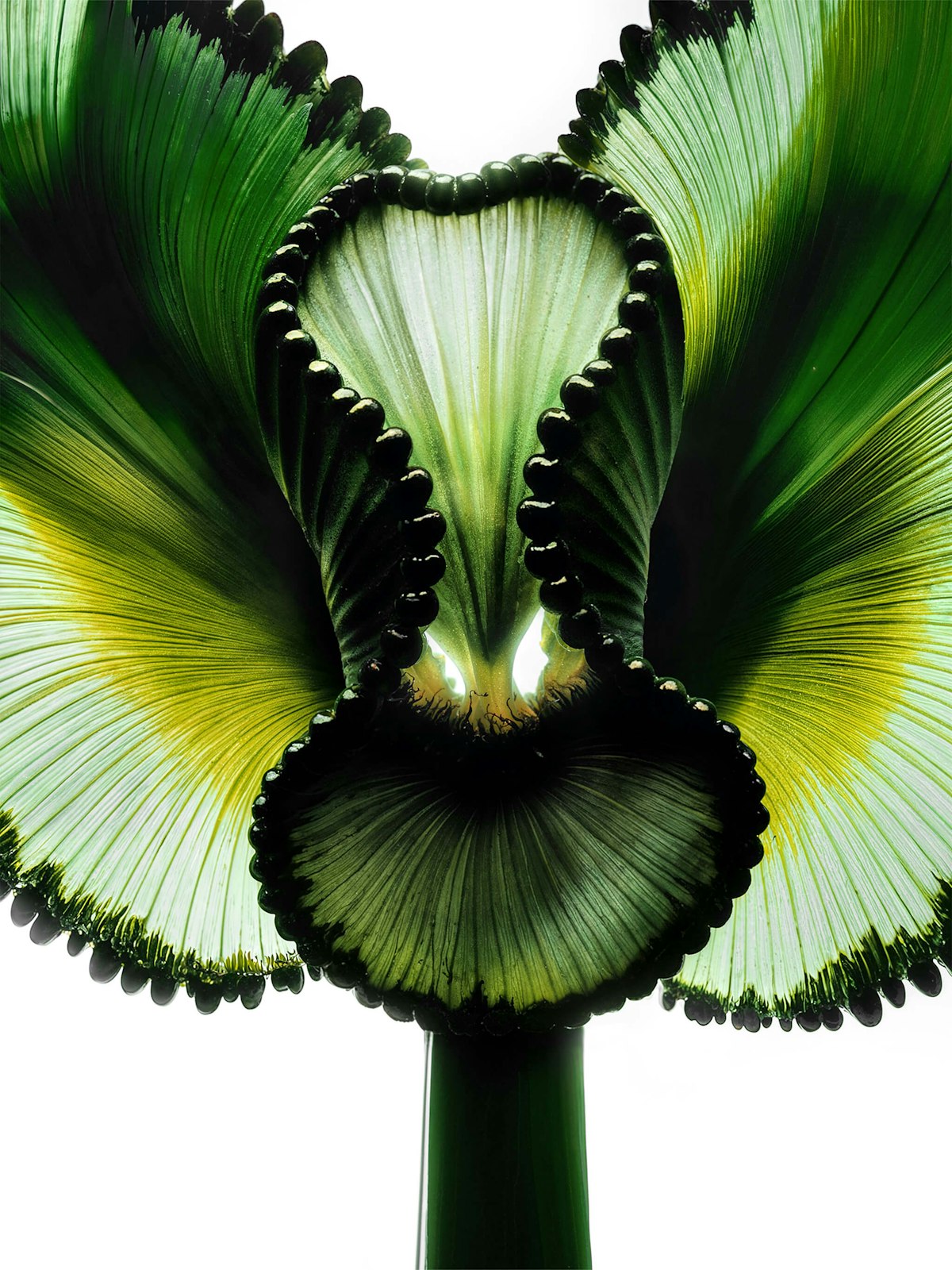 Anthony Calydon — UNVEIL®