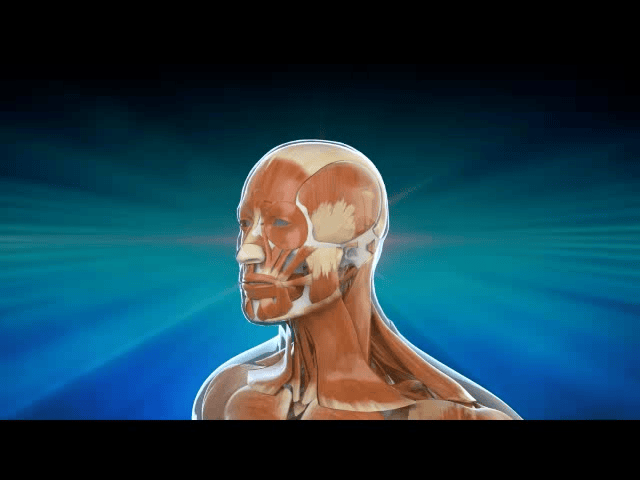 Temporalis Myoplasty in Pasadena & Glendale | Andre Panossian, M.D.