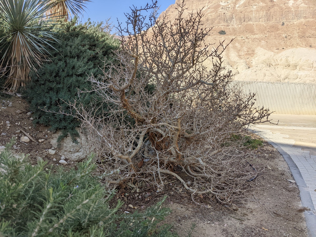 The Balsam Tree and the Resurrection of the Holy Land | Tikvah Ideas