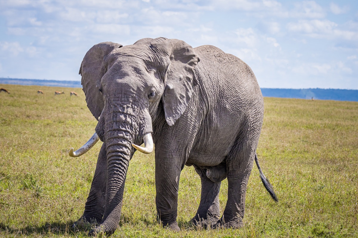 The Monkey, the Elephant, and the Friend | Tikvah Ideas