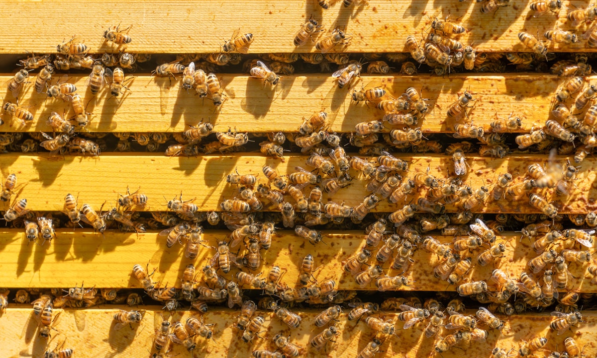 To Be Like Bees | Tikvah Ideas