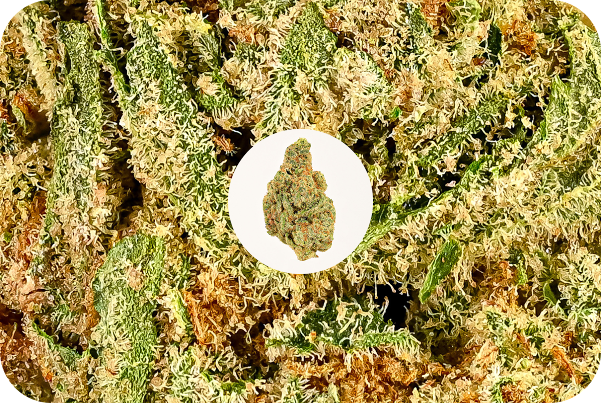 Cannabis in the World: A Short History of Weed | Goodies