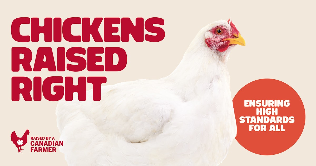 Cooking tips, recipes, and answers about chicken