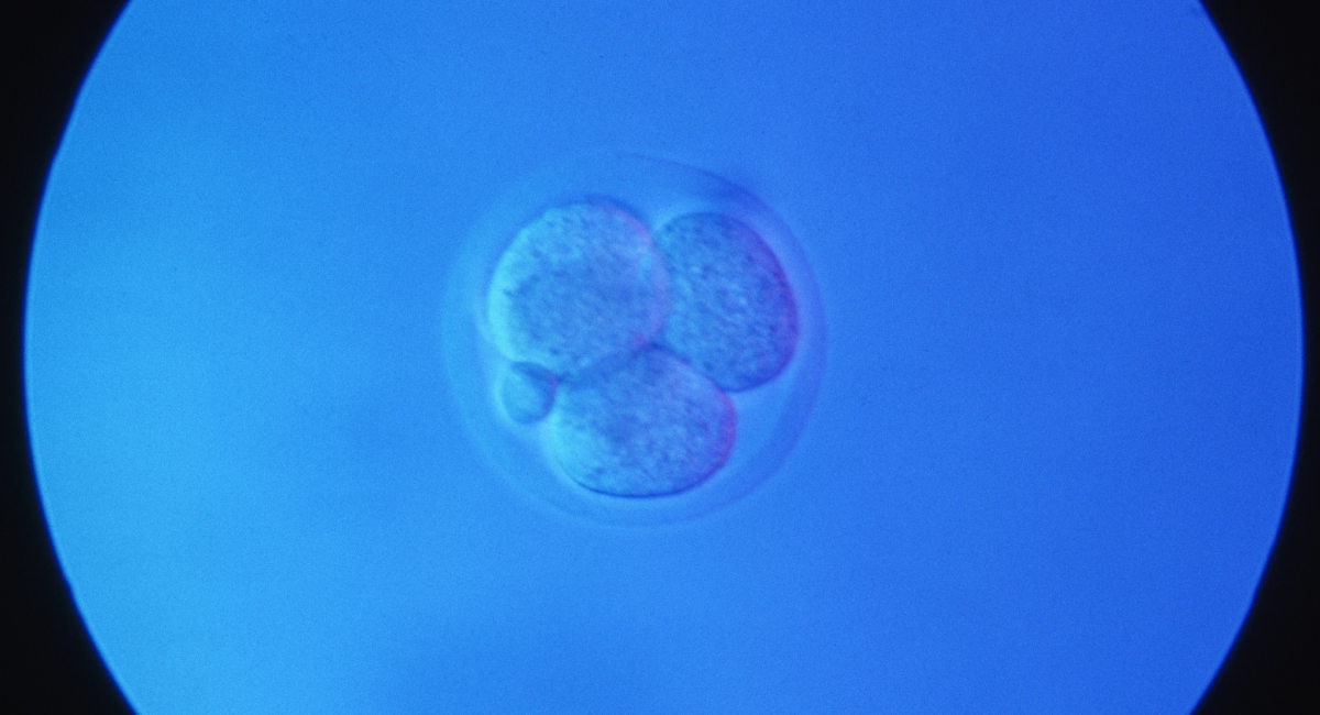 Researcher grew mouse embryos in artificial womb and hopes humans will be next | Live Action